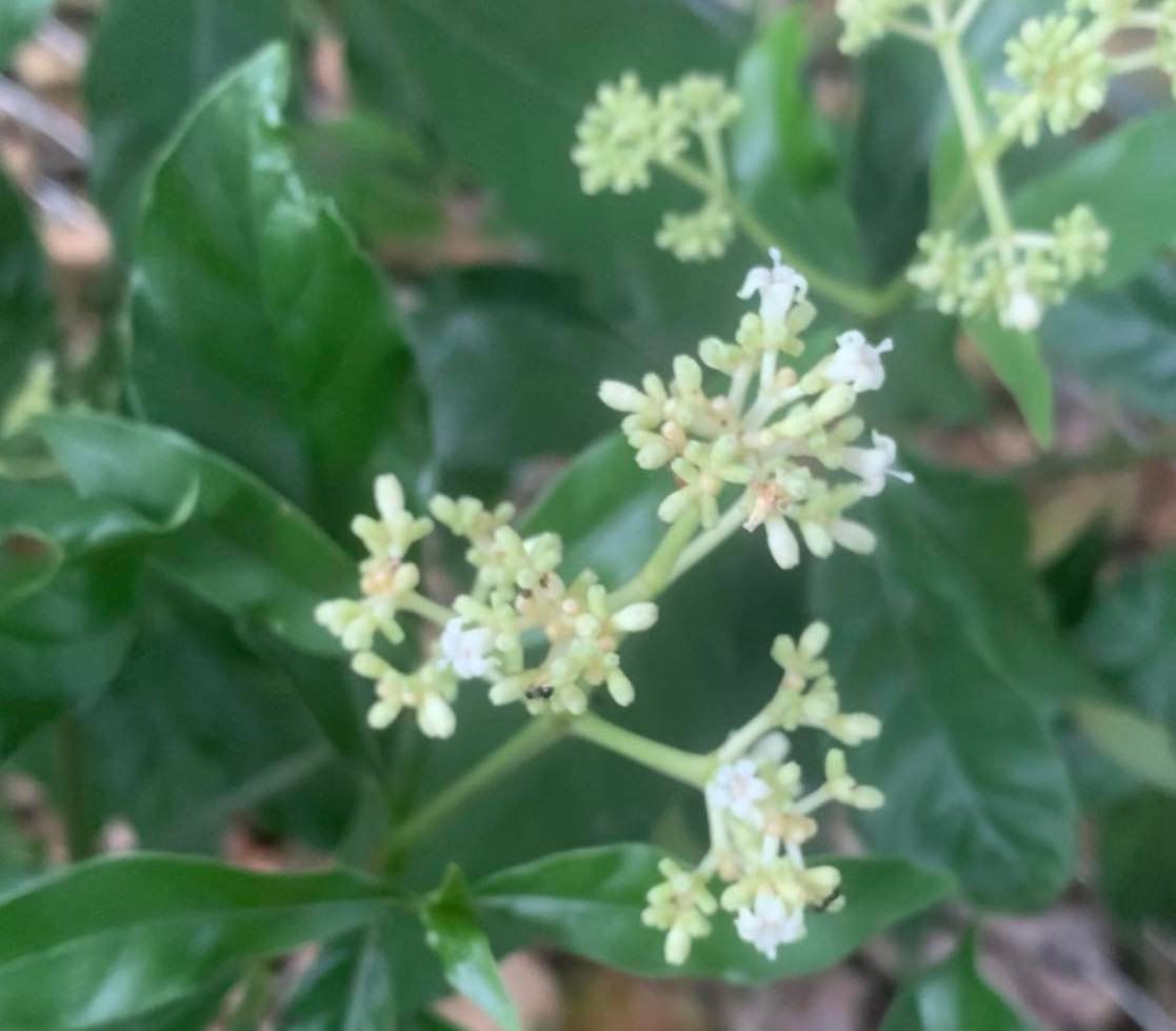 Psychotria Carthagenesis "Chakruna" Flower Essence - Sacred Celebration