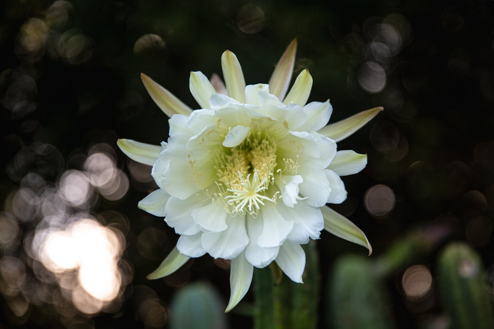 WACHUMA PLANT SPIRIT ESSENCE - Sacred Celebration